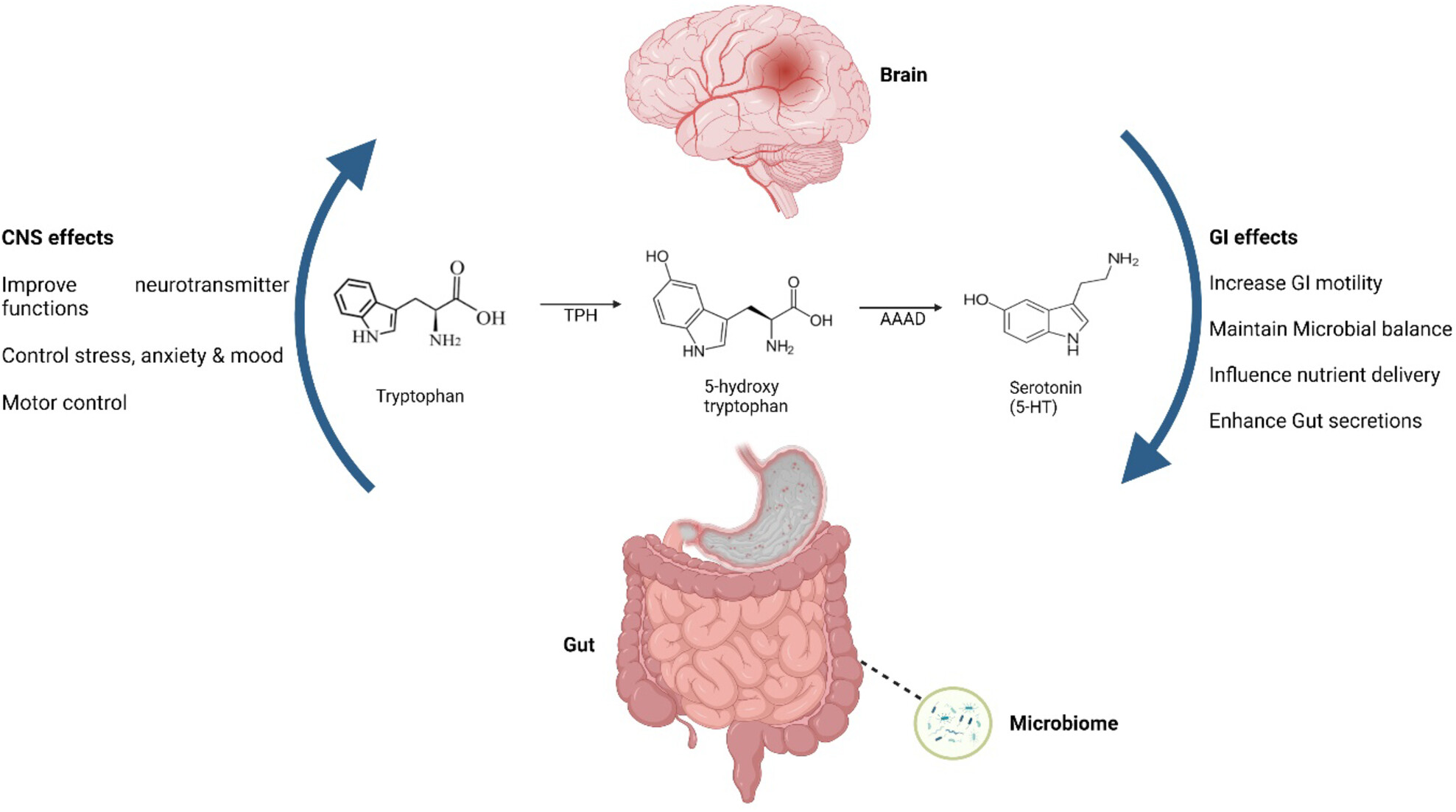 Gut-Brain Axis Explained: Boost Mood & Cognitive Health